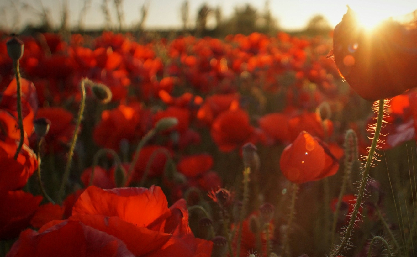 Church Service - Remembrance Sunday 9th November | Parish of St Saviour